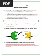 ANSWER KEY Enzyme Worksheet | PDF | Enzyme | Active Site