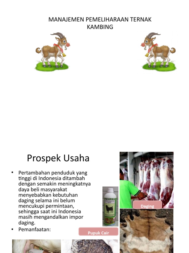 Jenis dan Manajemen Ternak Kambing | PDF