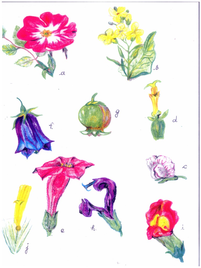 Tipuri de Frunze, Inflorescente | PDF