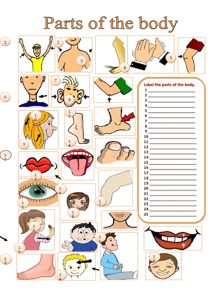 Parts of The Body Worksheet - 58148 | PDF