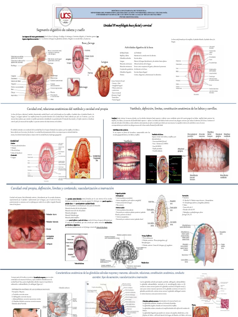 Infografia de Sistema Digestivo | PDF | Sistema digestivo humano | Lengua