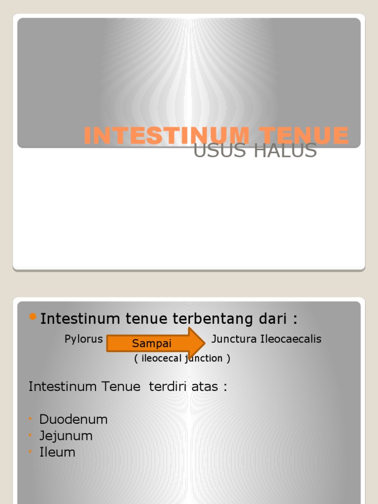 Intestinum Tenue | PDF