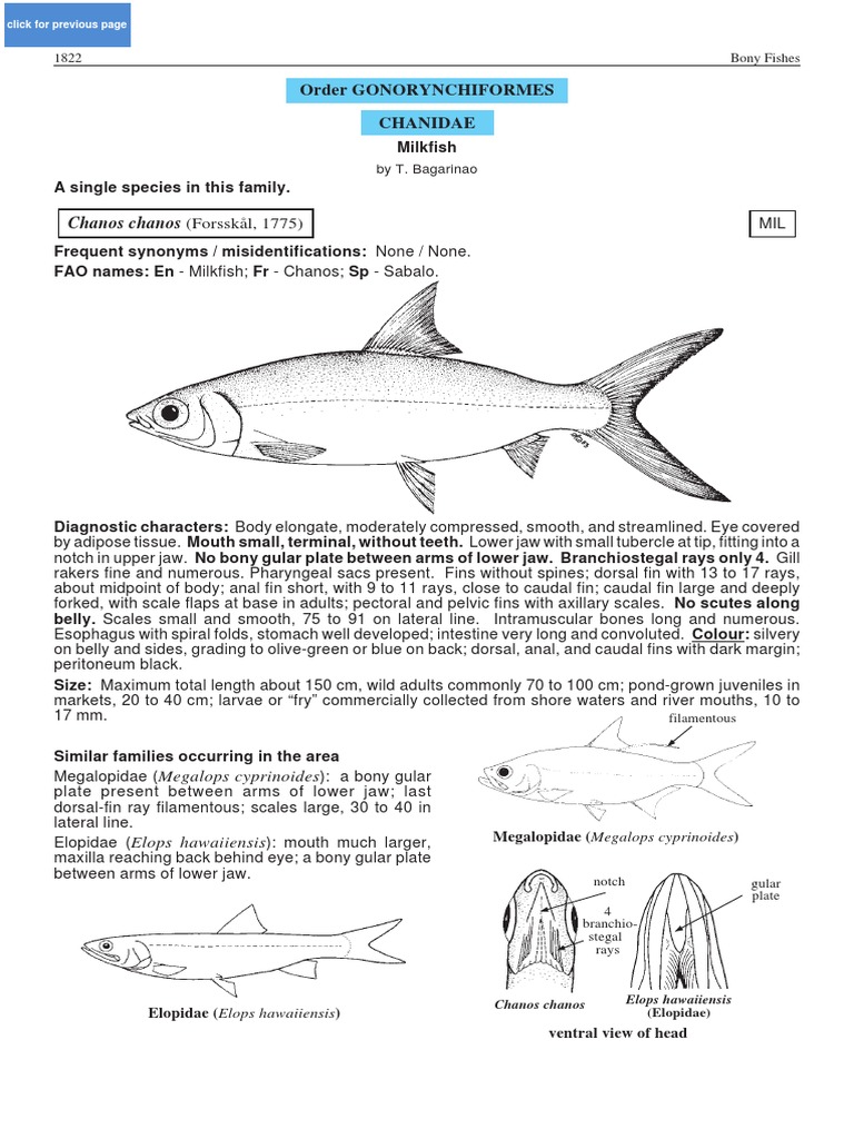 Chanos Chanos (Forsskål, 1775) : Order Gonorynchiformes Chanidae | PDF ...