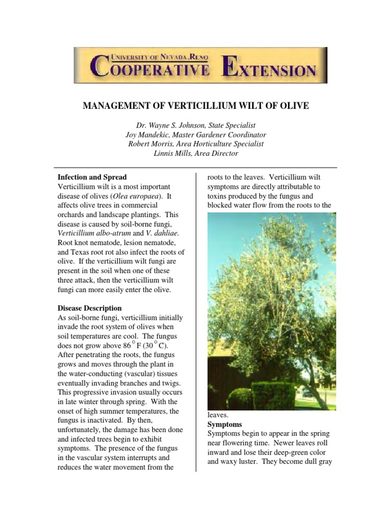 Management of Verticillium Wilt of Olive | PDF | Branches Of Botany | Trees