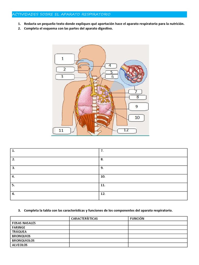 Hoja De Trabajo Del Sistema Respiratorio Con Banco De Palabras