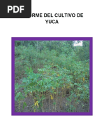 Ficha Técnica Del Pasto Marandú (Brachiaria Brizantha Cv. Marandú ...