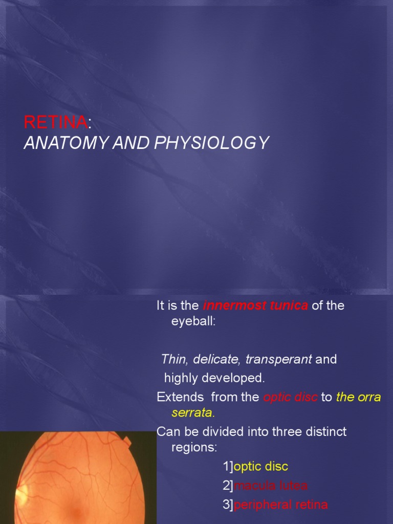 Retina: Anatomy and Physiology | PDF | Retina | Facial Features