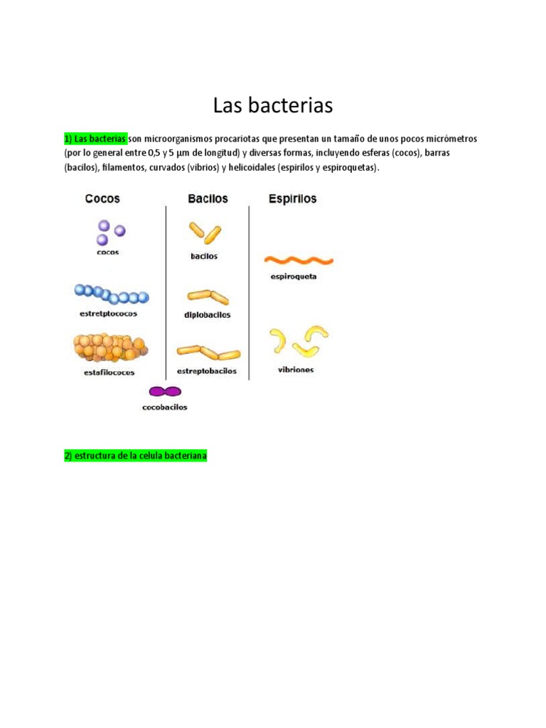 Características y Clasificación de Bacterias | PDF | Las bacterias ...