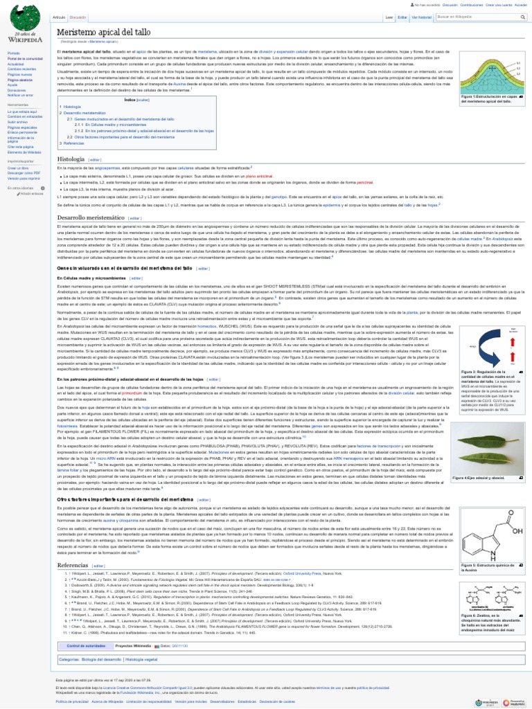 Meristemo Apical Del Tallo | PDF | Hoja | Tallo de la planta