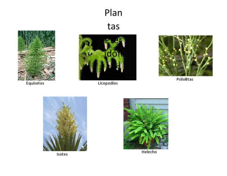 Plantas Pteridófitas | PDF