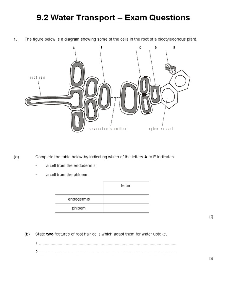 9.2 Water Transport - Exam Questions: Root Hair | PDF | Science ...