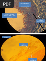 Netter - Atlas of Human Anatomy | PDF | Abdomen | Pelvis