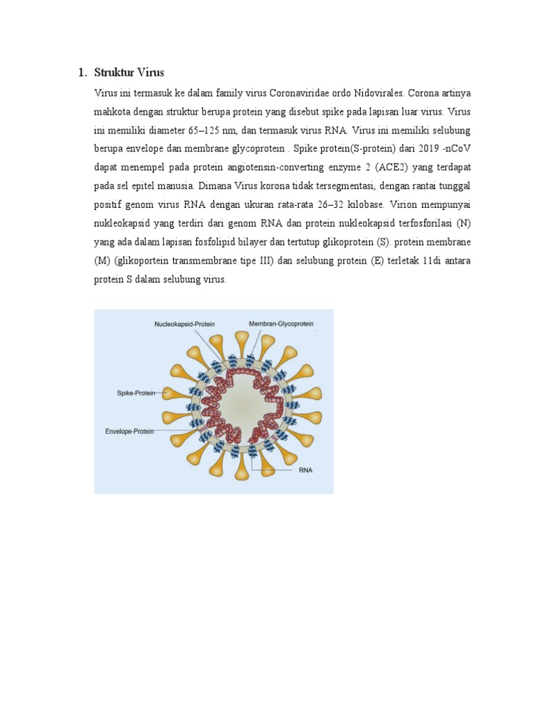 Struktur Virus Corona dan Karakteristiknya | PDF