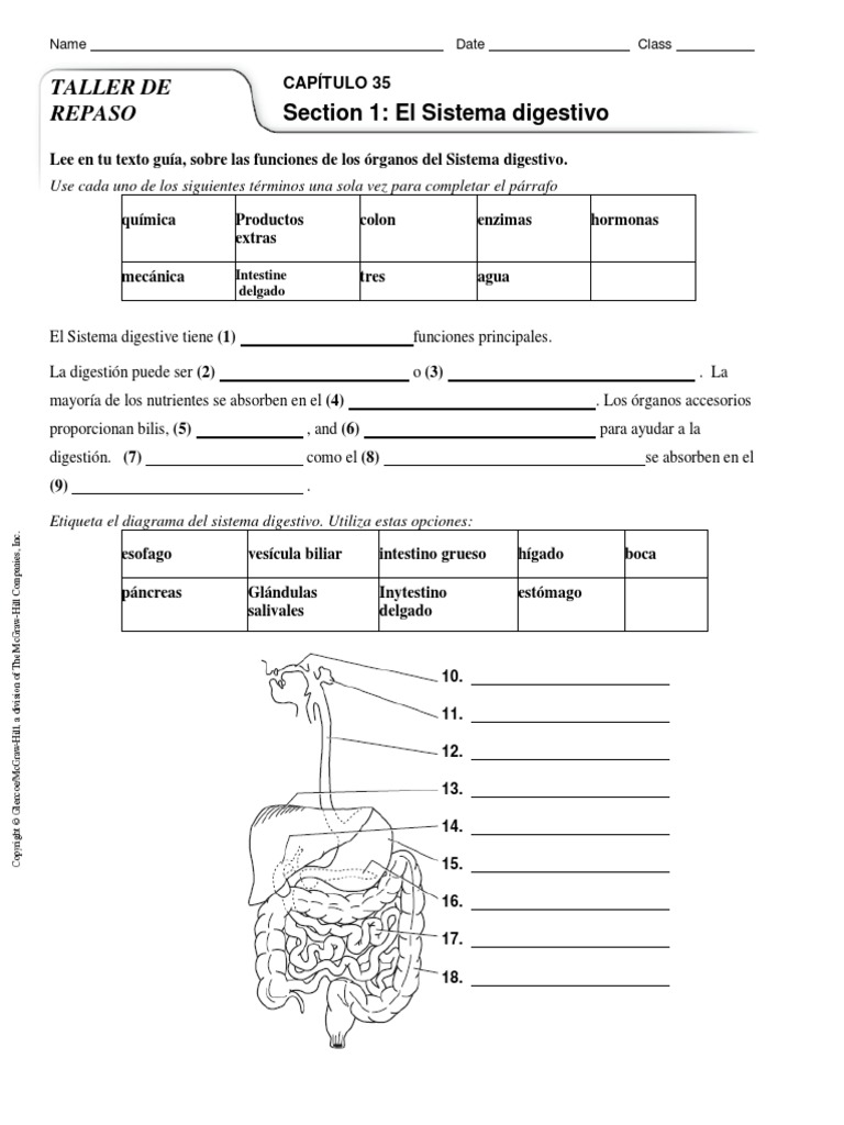 Hoja De Repaso De La Anatomía Del Sistema Digestivo