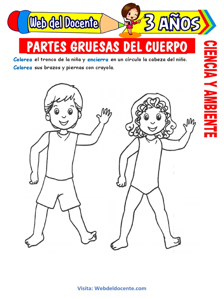 Partes Gruesas Del Cuerpo Para Niños De 3 Años Pdf