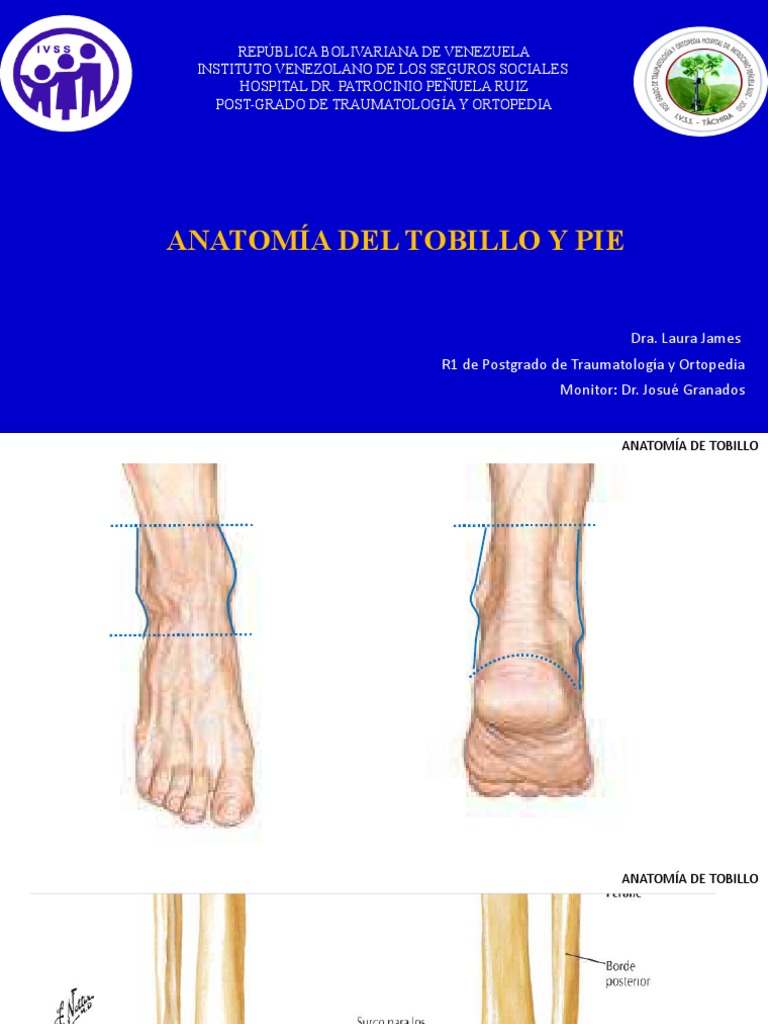 Anatomia Del Tobillo y Pie | PDF | Tobillo | Pie