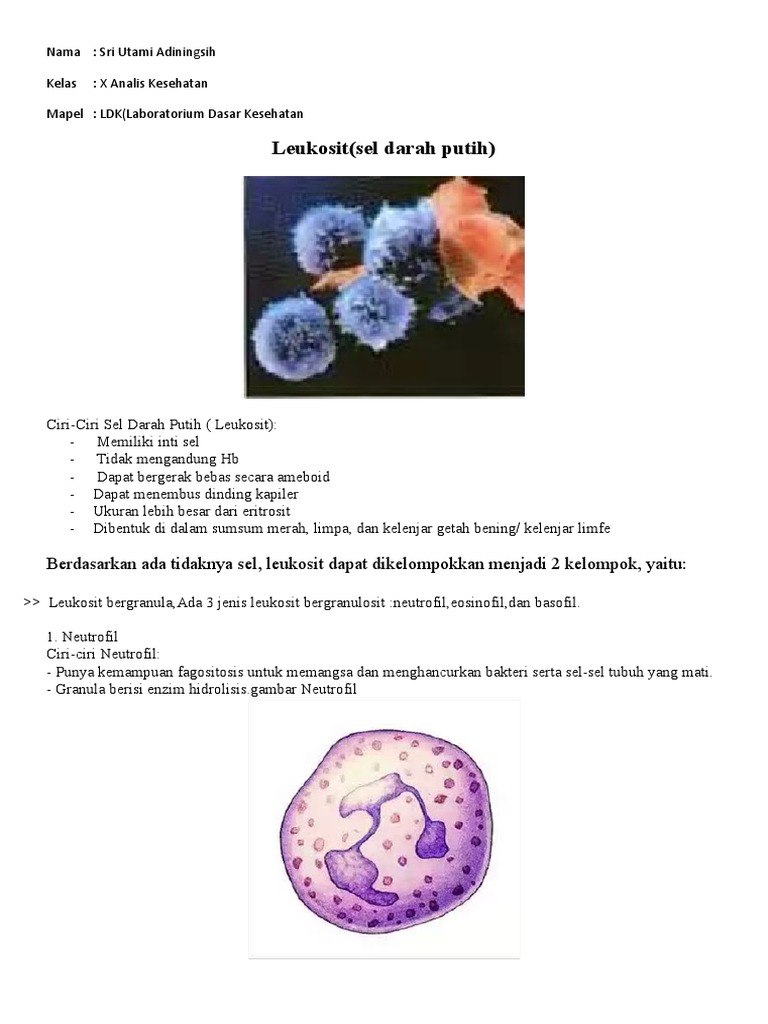 Macam2 Jenis Leukosit | PDF | Sains & Matematika