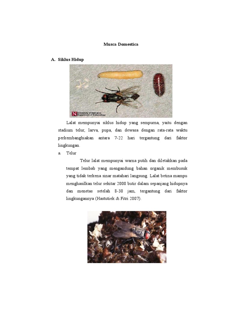 Musca Domestica | PDF