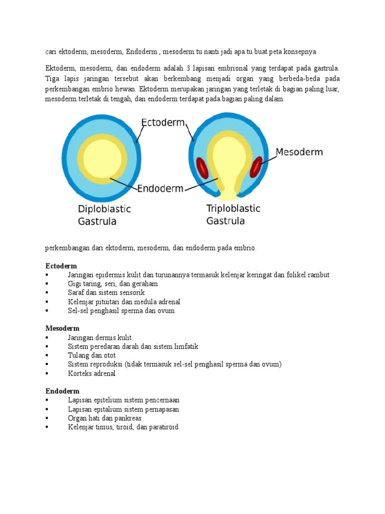 Tugas SPH Ektoderm, Mesoderm, Endoderm | PDF