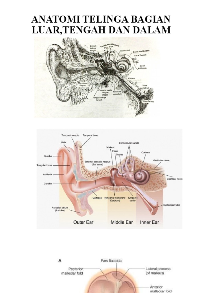 Anatomi Telinga Bagian Luar, Bagian Tengah Dan Bagian Dalam | PDF
