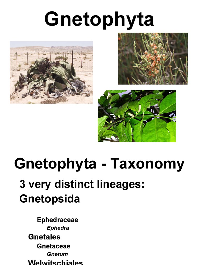 Gnetophyta Example Ginkgophyta Characteristics