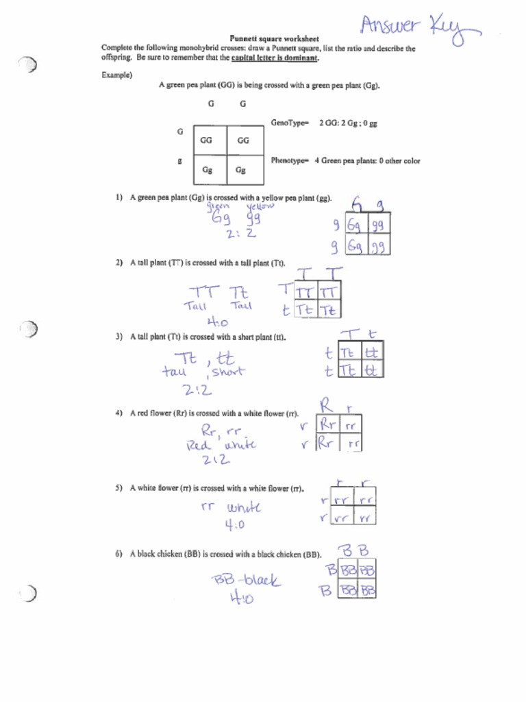 Punnett Square Practice Answer Ke | PDF