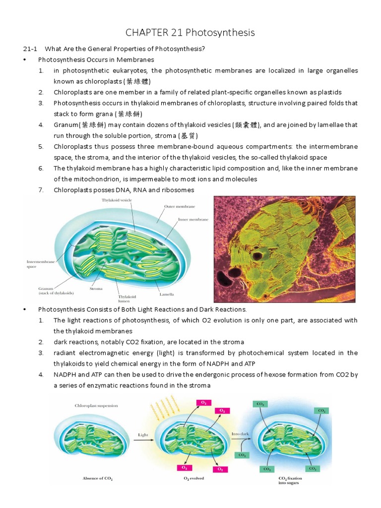 CHAPTER 21 Photosynthesis | PDF | Photosynthesis | Electron Transport Chain