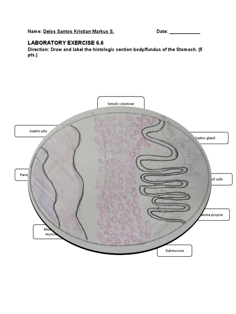 Stomach and Small Intestine | PDF | Stomach | Gastroenterology