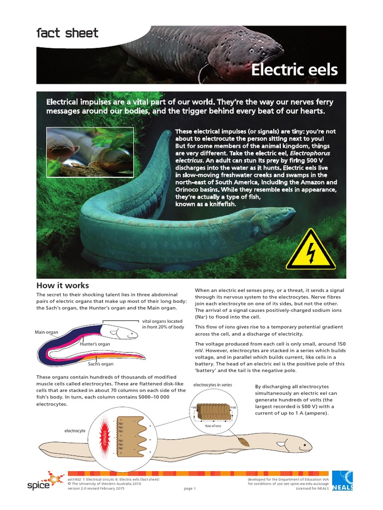 Electric Eels: Fact Sheet | PDF | Fish | Zoology