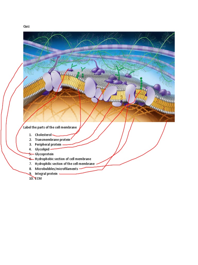 Cell Membrane Quiz | PDF