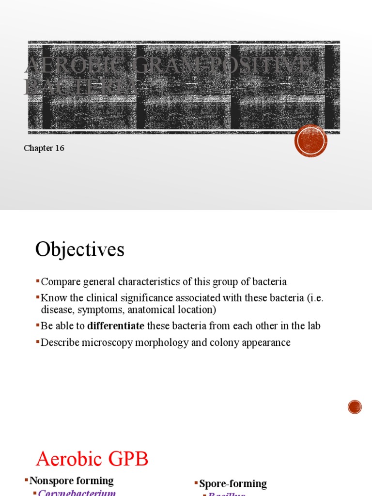 Aerobic Gram Positive Bacilli | PDF | Bacillus | Gram Positive Bacteria