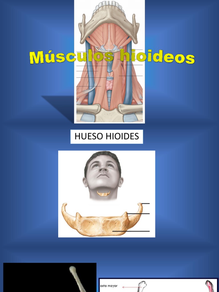 Músculos del Hueso Hioides | PDF | Anatomía humana | Cabeza y cuello ...