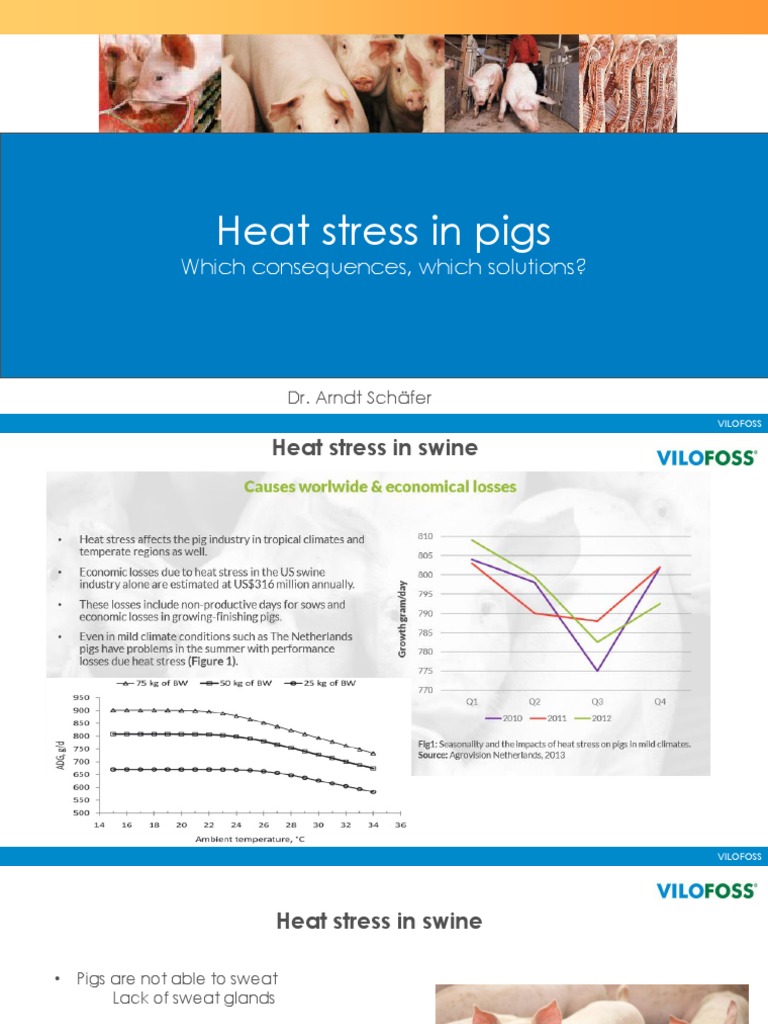 Heat Stress in Pigs - Which Consequences, Which Solutions | PDF ...