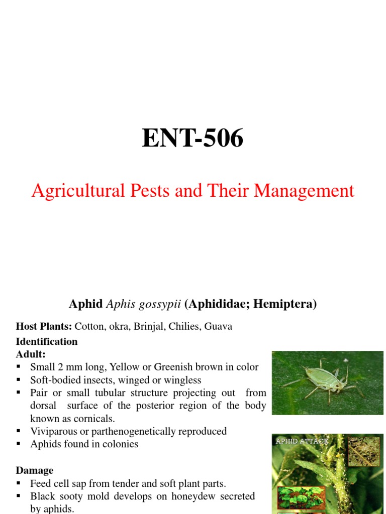 Week Lecture Cotton Pest | PDF | Insects And Humans | Insects