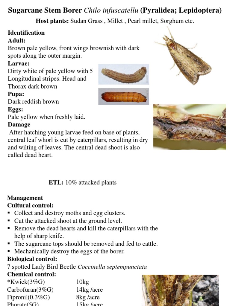 Week Lecture Sugarcane Pest | Lepidoptera | Biological Pest Control