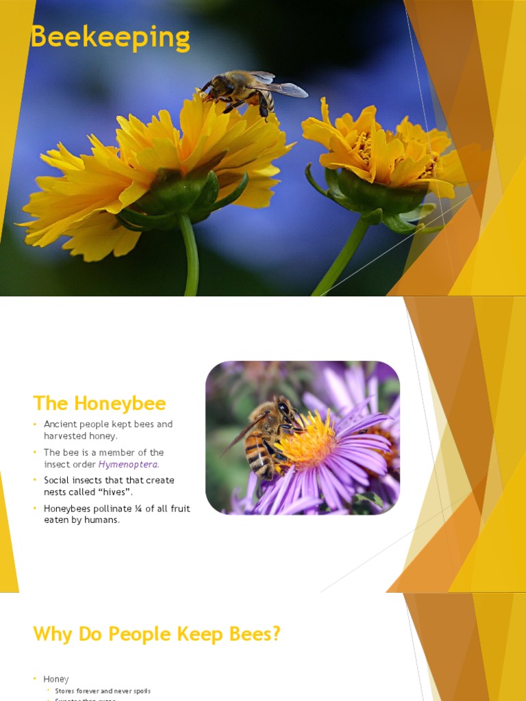 Project 1 - Beekeeping | PDF
