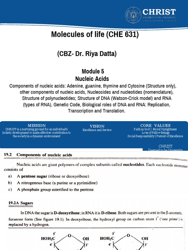 Nucleic Acids: DNA vs RNA Overview | PDF | Nucleic Acids | Nucleotides