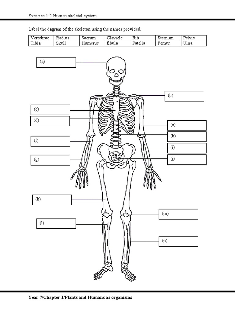 Labelling Human Skeleton Exercise | PDF
