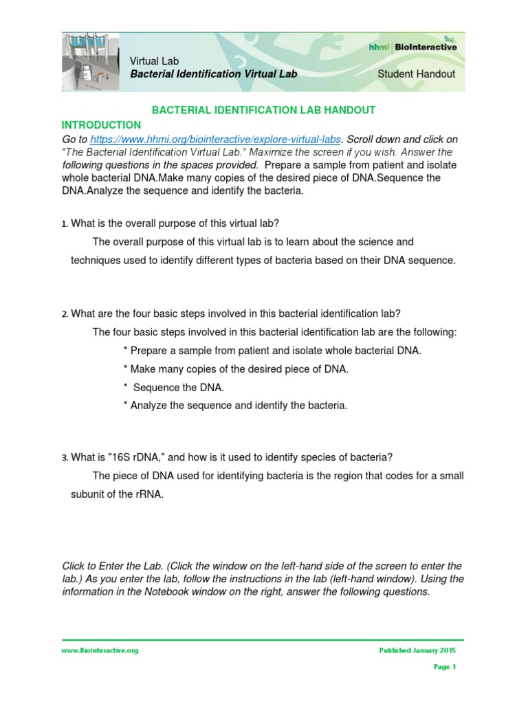 Bacterial Identification Virtual Lab Guide | PDF | Polymerase Chain ...