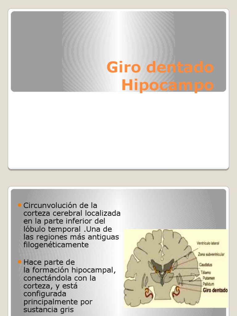 Giro Dentado | PDF | Hipocampo | Corteza cerebral