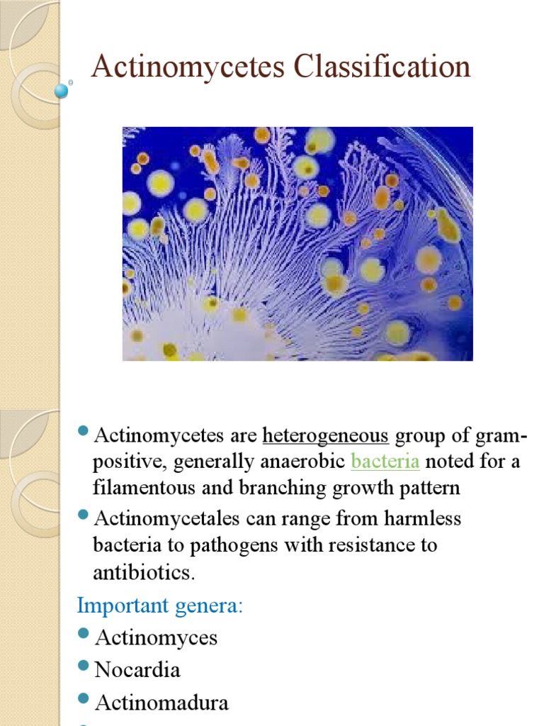 Actinomycetes Classification
