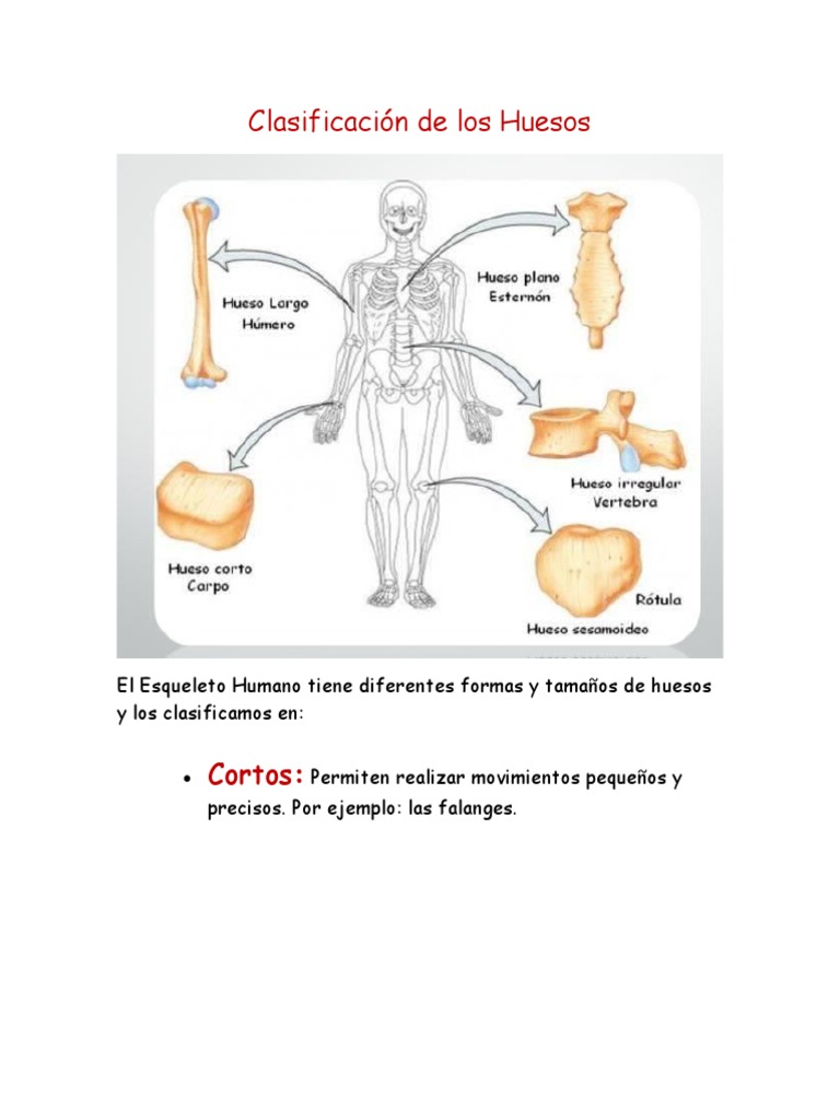 Clasificación de Los Huesos | PDF