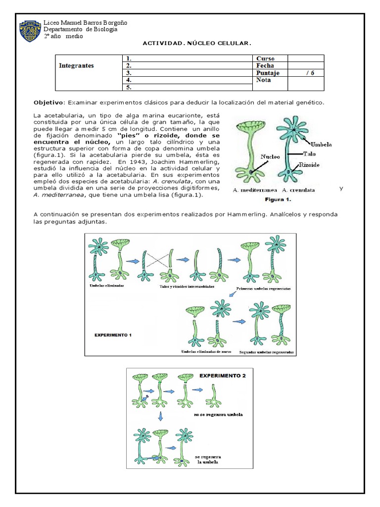 Actividad Nucleo Celular Acetabularia | PDF | Biología Celular ...