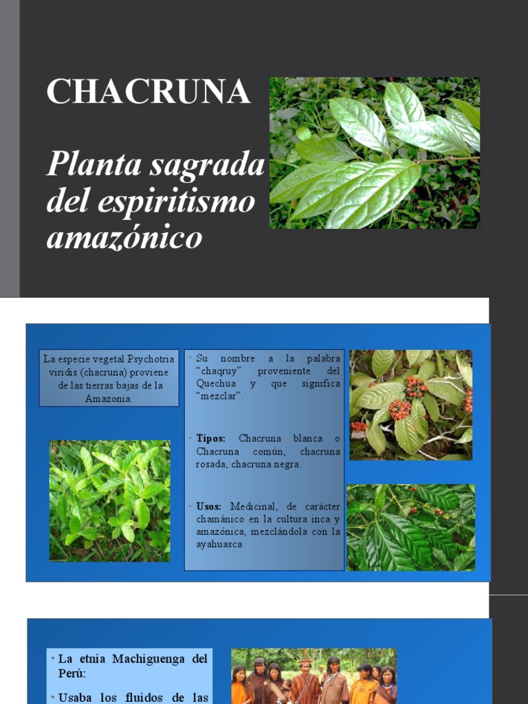 Chacruna y Amasisa - Elida Principe Gomez | PDF | Plantas | Etnobotánica