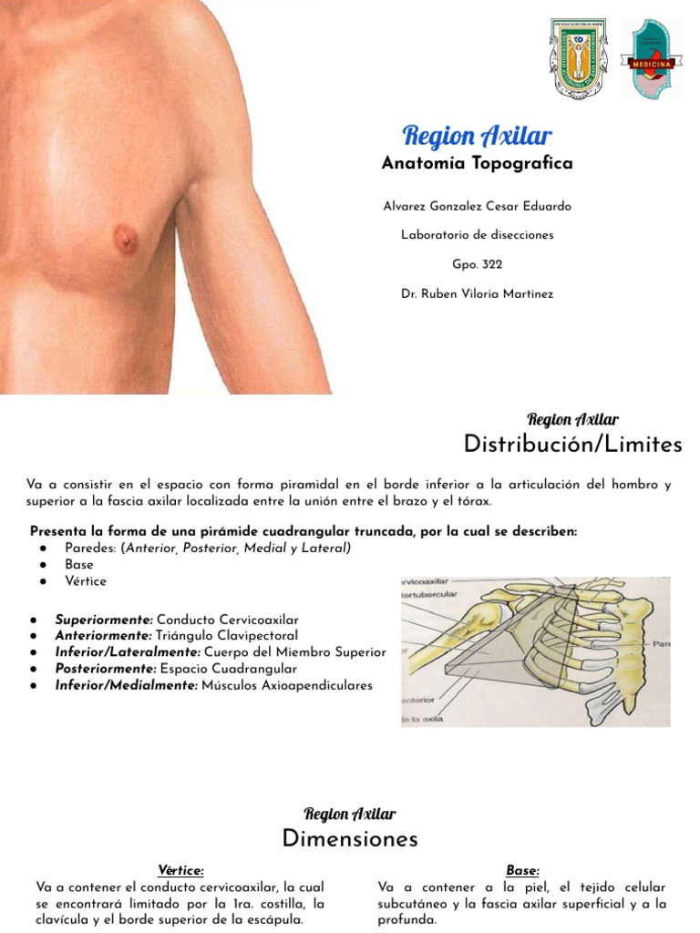 Region Axilar | PDF | Sistema musculoesquelético | Extremidades (anatomía)