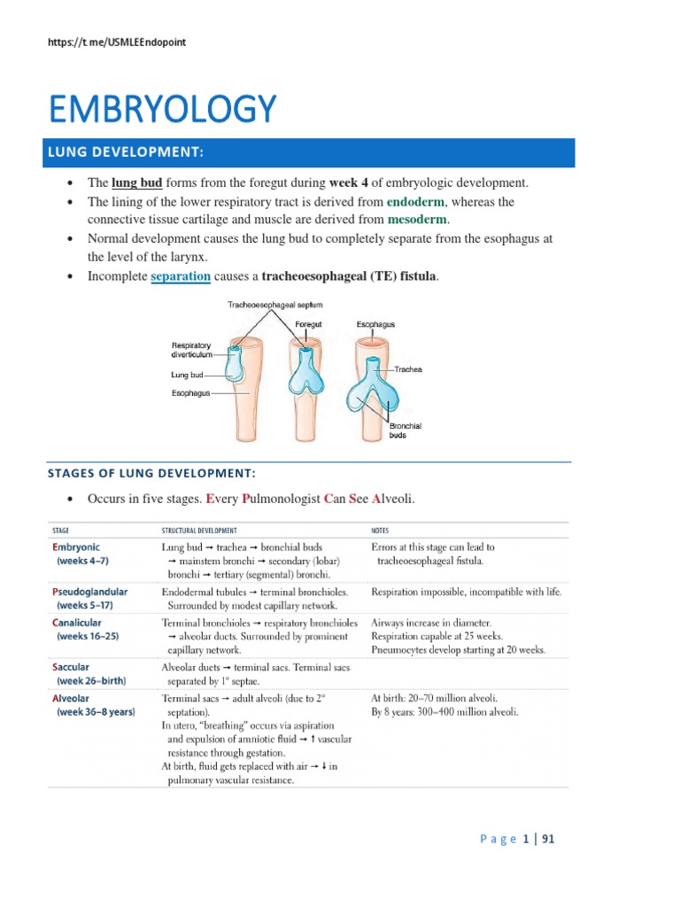Embryology: Lung Development | PDF | Respiratory Tract | Lung