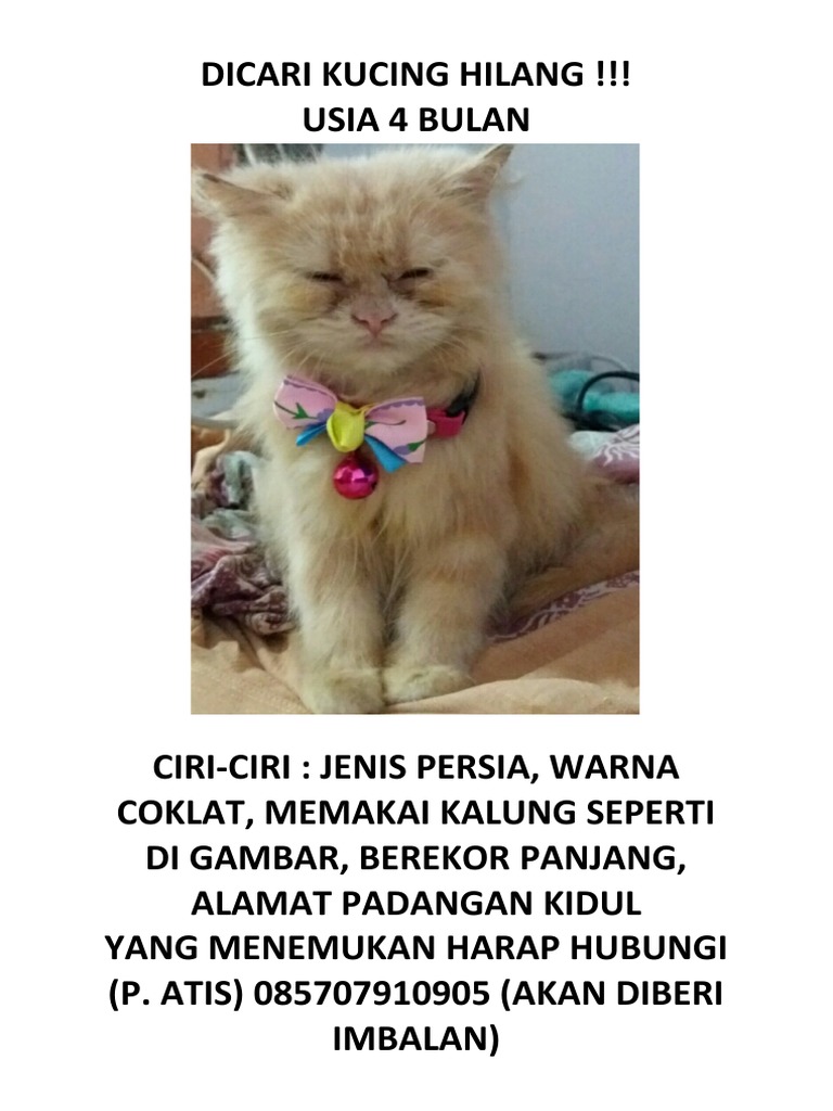 Dicari Kucing Hilang | PDF