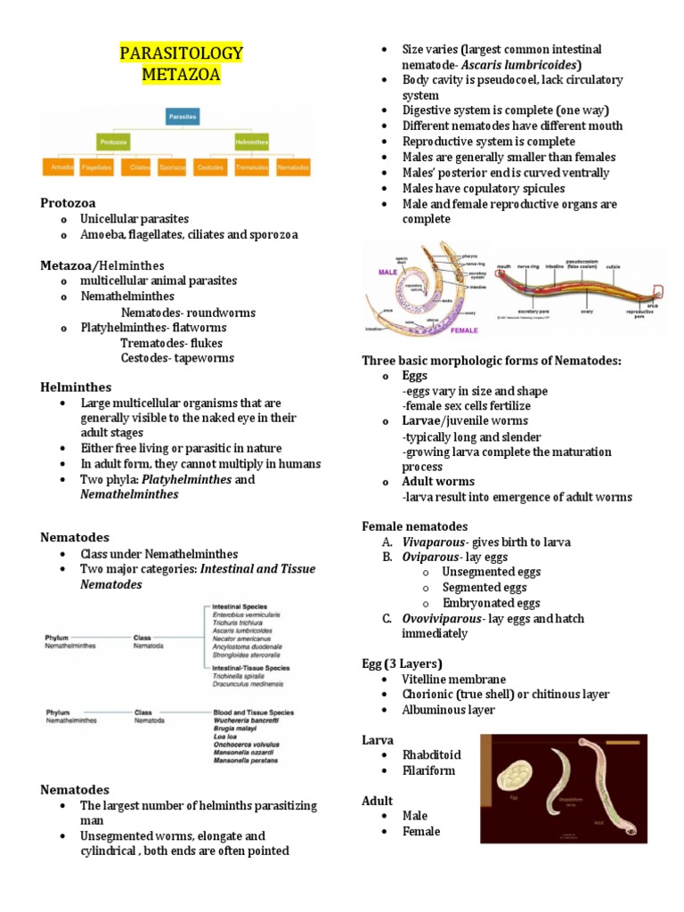 Parasitology Metazoa: Protozoa | PDF | Nematode | Biology