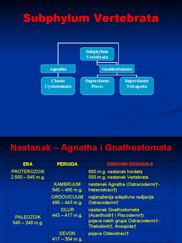 Agnatha, Chondrichthyes | PDF