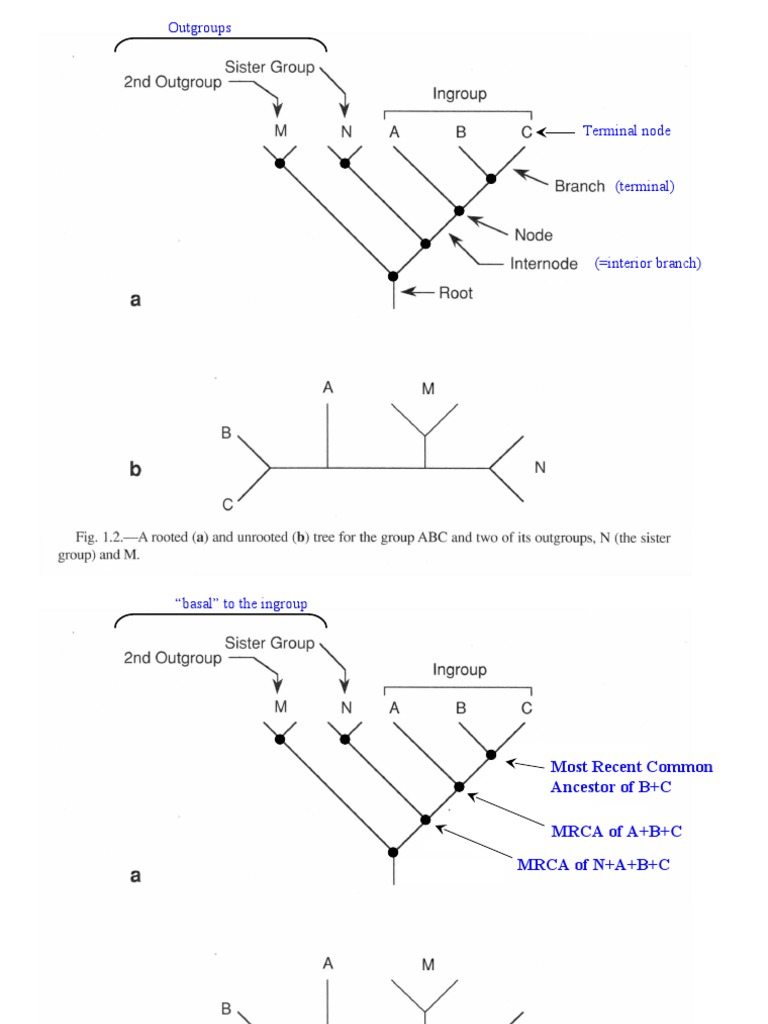 Kladogram | PDF | Phylogenetics | Phylogenetic Tree